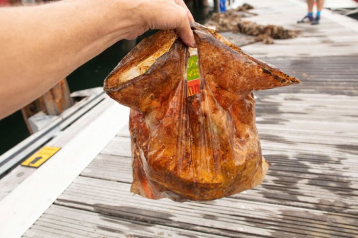 BIODEGRADATION: ‘Biodegradable’ plastic bags survive three years in ...