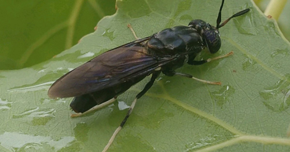 RECYCLING: Maggots reduce decomposition time for compost by months.