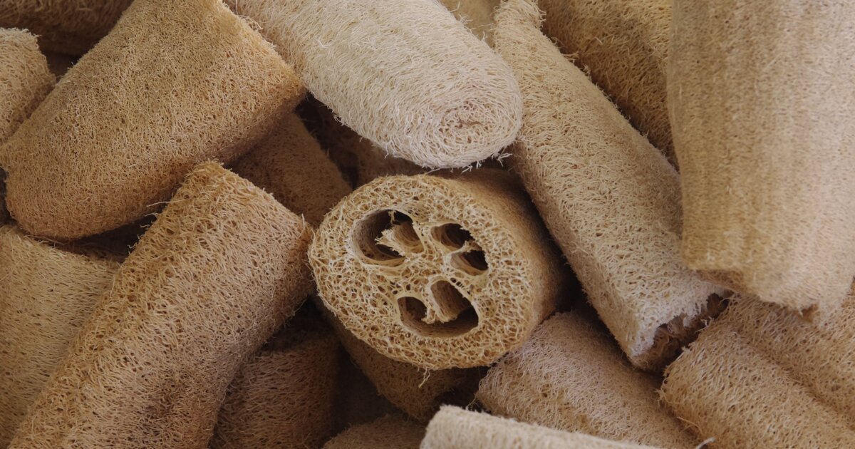 SUSTAINABILITY: Grow Your Own Sponges.